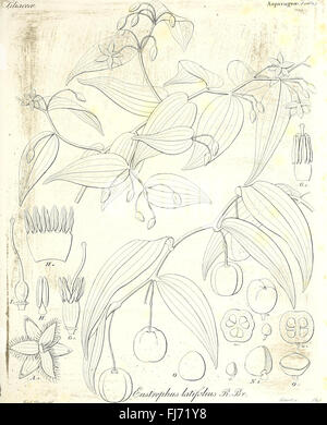 A botanical work from 1838, depicting a variety of plant genera with ...