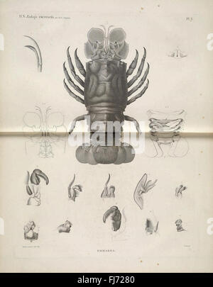 Iconographie des crustacés et des arachnides de l'Égypte: Arachnida ...