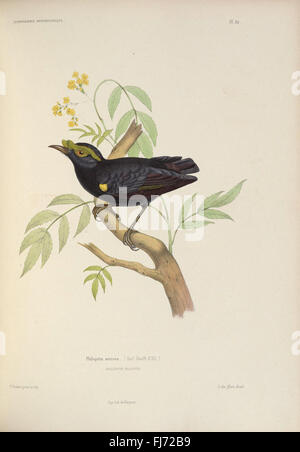 Iconographie ornithologique, featuring detailed illustrations of ...