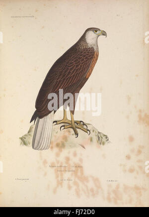 An illustrated guide to the bird species of Europe, documenting the ...