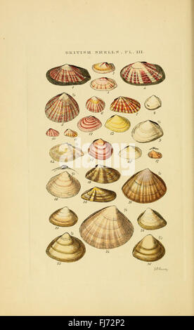 An illustrated catalog of British shell species, focusing on their ...