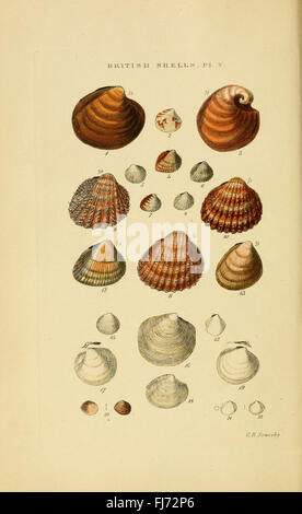Illustrated Index of British Shells (PL. XV) - A guide to identifying ...