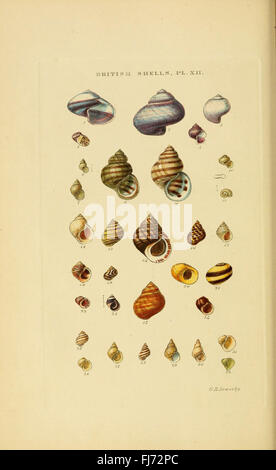 Illustrated index of British shells (PL. XI) ,Great Britain ...