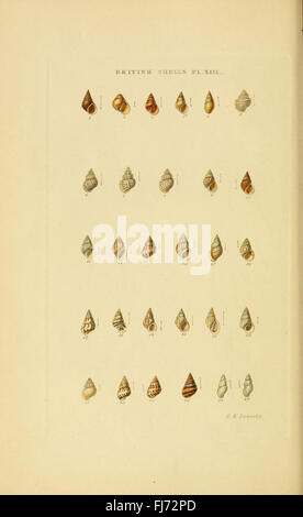 A comprehensive guide to shell identification and classification ...