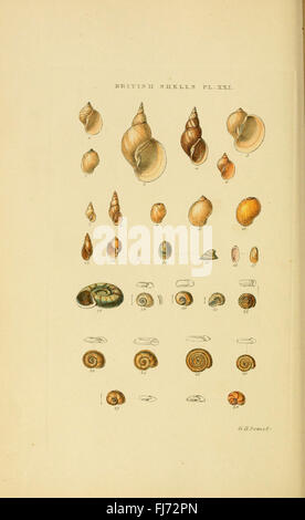 Illustrated index of British shells (PL. XIX) ,Great Britain ...