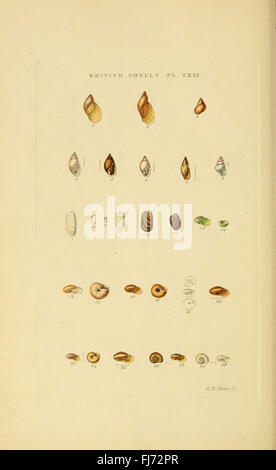An illustrated catalog of British shell species, focusing on their ...