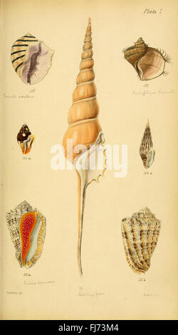 A conchological work illustrating and classifying mollusk shells, with ...