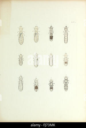 A detailed study of lice (Mallophaga) as epizoic insects, with ...