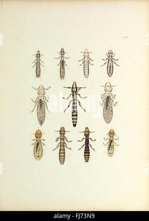 This illustration from 'Animal Parasites and Parasitic Diseases' shows ...