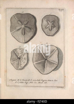 Early 18th-century work by Theodor Klein on the classification and ...
