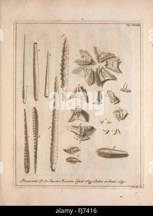 An illustration from *Dispositio Echinodermatum*, by Jacob Theodor ...