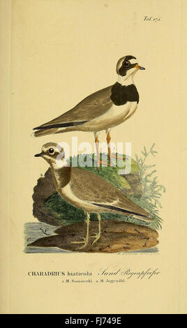 A detailed account of German bird species by Johann Andreas Naumann ...