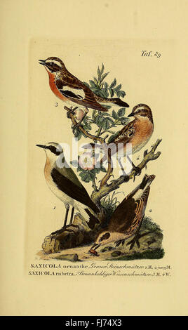 An early ornithological work documenting bird species, their behaviors ...