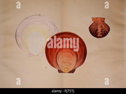 Kaisenshu, Catalogs and collections Japan Mollusks Pictorial works ...