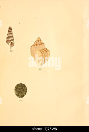 'Kaisenshu' is a Japanese catalog of mollusk shells, documenting ...