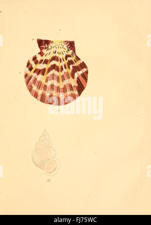Kaisenshu - A catalog and collection of mollusks from Japan, featuring ...