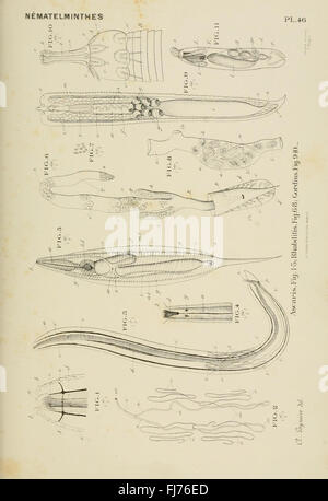 This comparative anatomy atlas focuses on invertebrates, presenting ...