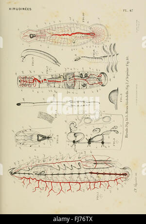A comparative anatomical atlas of invertebrates, detailing the ...