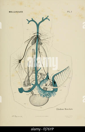 A comparative anatomy atlas featuring detailed illustrations of ...