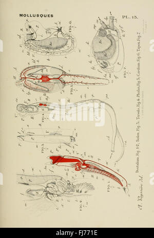 A comparative anatomical atlas of invertebrates, focusing on the ...
