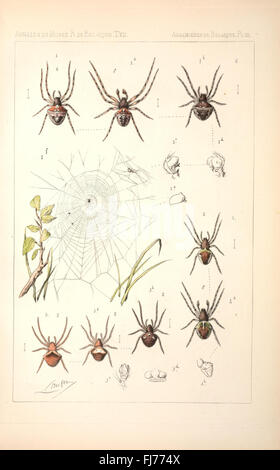 A scientific study of spiders found in the Americas, detailing species ...