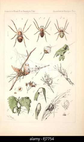A classification guide to spiders, focusing on arachnid species and ...