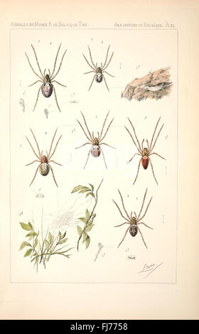 A comprehensive classification of arachnids, including spiders and ...