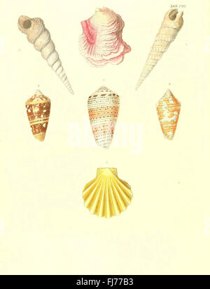 An illustrated collection of various marine shell species, showcasing ...