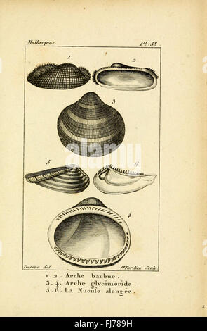 An illustrated guide to various mollusk species, with descriptions and ...