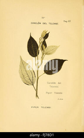 A study of venomous snakes from the Cauca region of Colombia, focusing ...