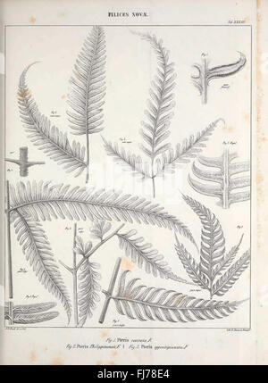 A botanical reference detailing the fern species of British India ...