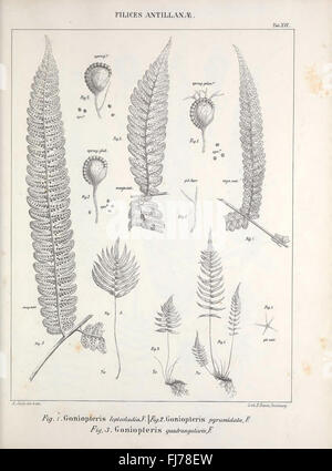 Scientific study detailing natural families and classification of ...