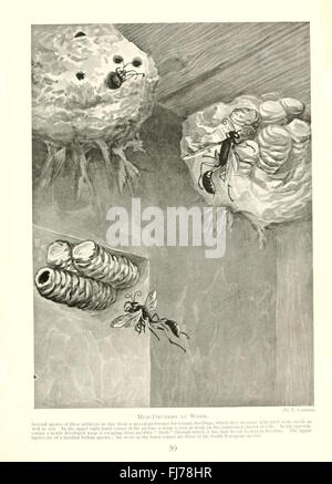 An exploration of the fascinating behavior and diversity of insects ...