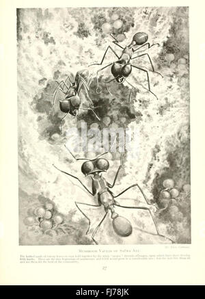 Marvels of insect life - A study of insect behavior and species ...