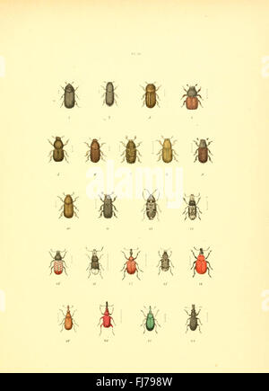 An illustrated entomological guide featuring detailed depictions of ...