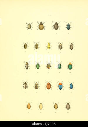 An illustrated entomological museum catalog, featuring a variety of ...