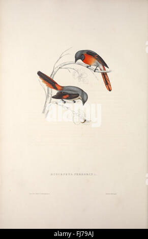 A century of bird species native to the Himalaya Mountains, featuring ...
