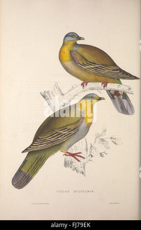 A Century of Himalayan Birds, Pictorial Works on Birds, Himalayan Avian ...