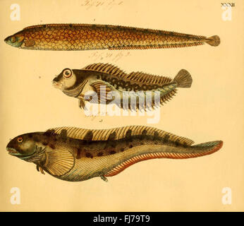 An illustrated natural history of fish, featuring detailed ...