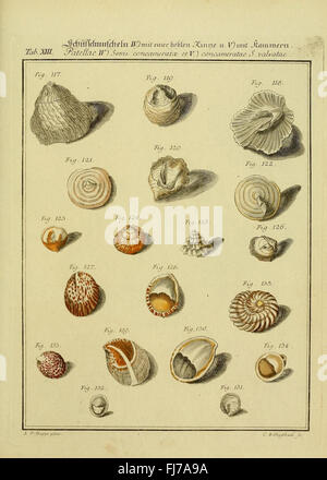 A work on the systematic classification of mollusks, featuring ...