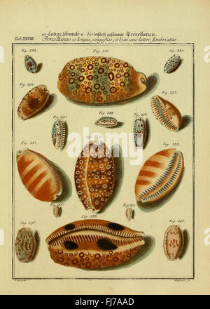 A study of mollusks and their classification, with detailed ...