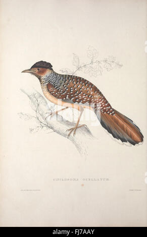A century of birds from the Himalaya Mountains (TAB. X) (9239996334 ...