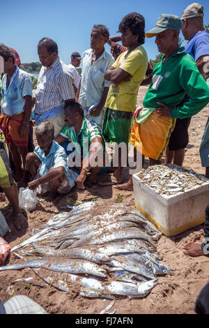Fishermen on a beach, Tangalle, Sri Lanka, Asia Stock Photo - Alamy