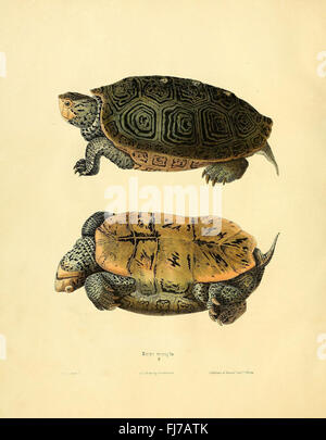 A study of reptiles in the United States, focusing on species ...