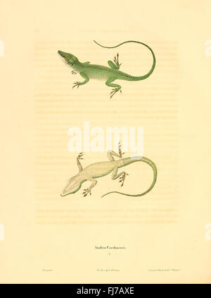 A study of North American herpetofauna, focusing on amphibians and ...