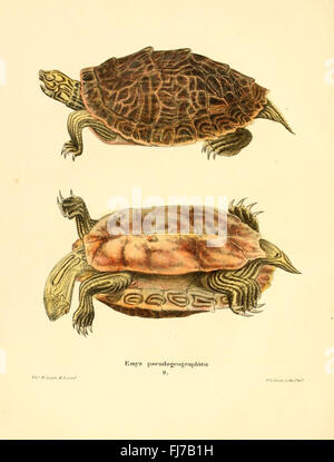 This comprehensive study of North American reptiles covers herpetology ...