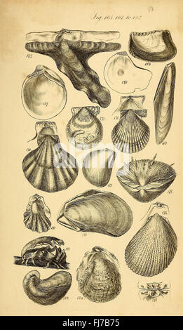 A comprehensive guide to shell identification and classification ...