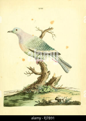 Illustrated zoological works from the 18th century, documenting birds ...