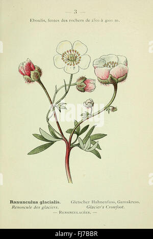 A pocket-sized illustrated flora guide covering plant species from the ...
