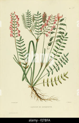A pictorial work illustrating forage plants from various regions ...